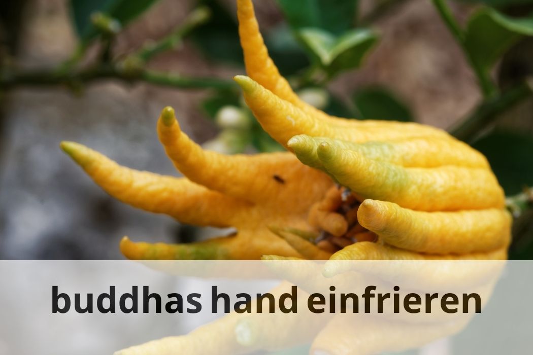 Buddhas Hand einfrieren: Die besten Tipps | Einfrieren Tipps